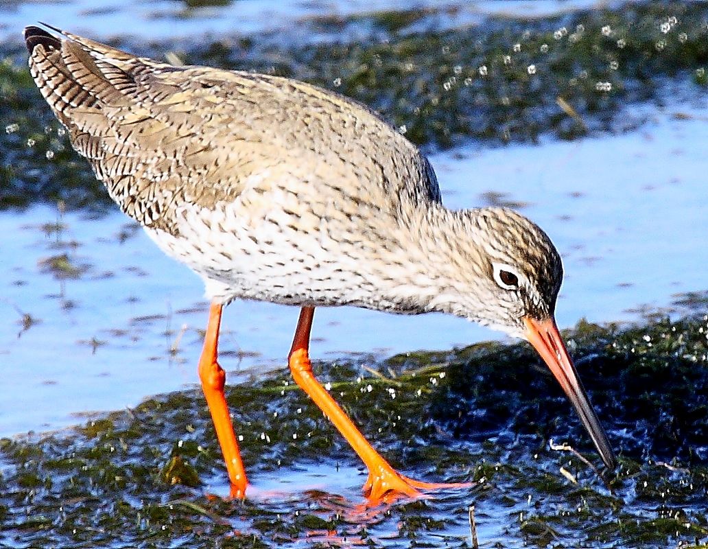 AVES DEL CIELO - BIRDS OF HEAVEN: ARCHIBEBE COMÚN-TRINGA TOTANUS-COMMON ...